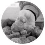 Seed Potatoes - CSS Farms