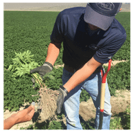 Specialty - CSS Farms