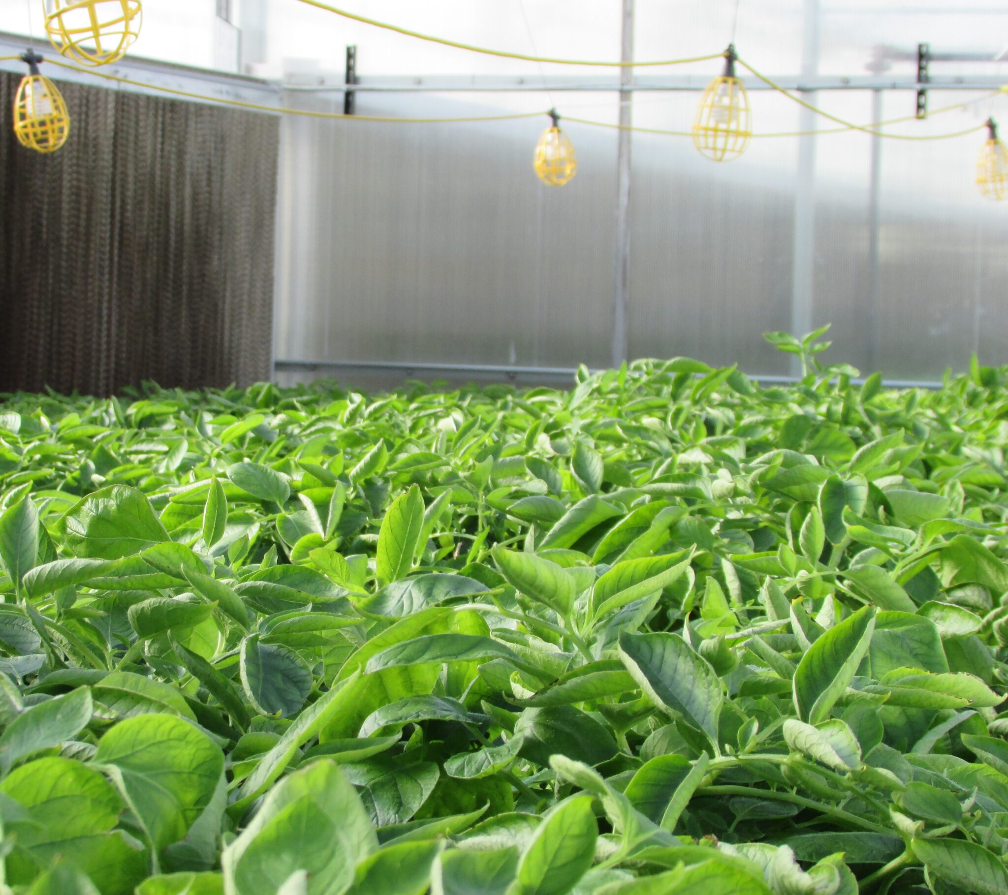 Seed Potatoes - CSS Farms