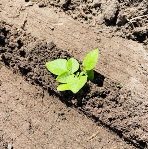 Seed Potatoes - CSS Farms